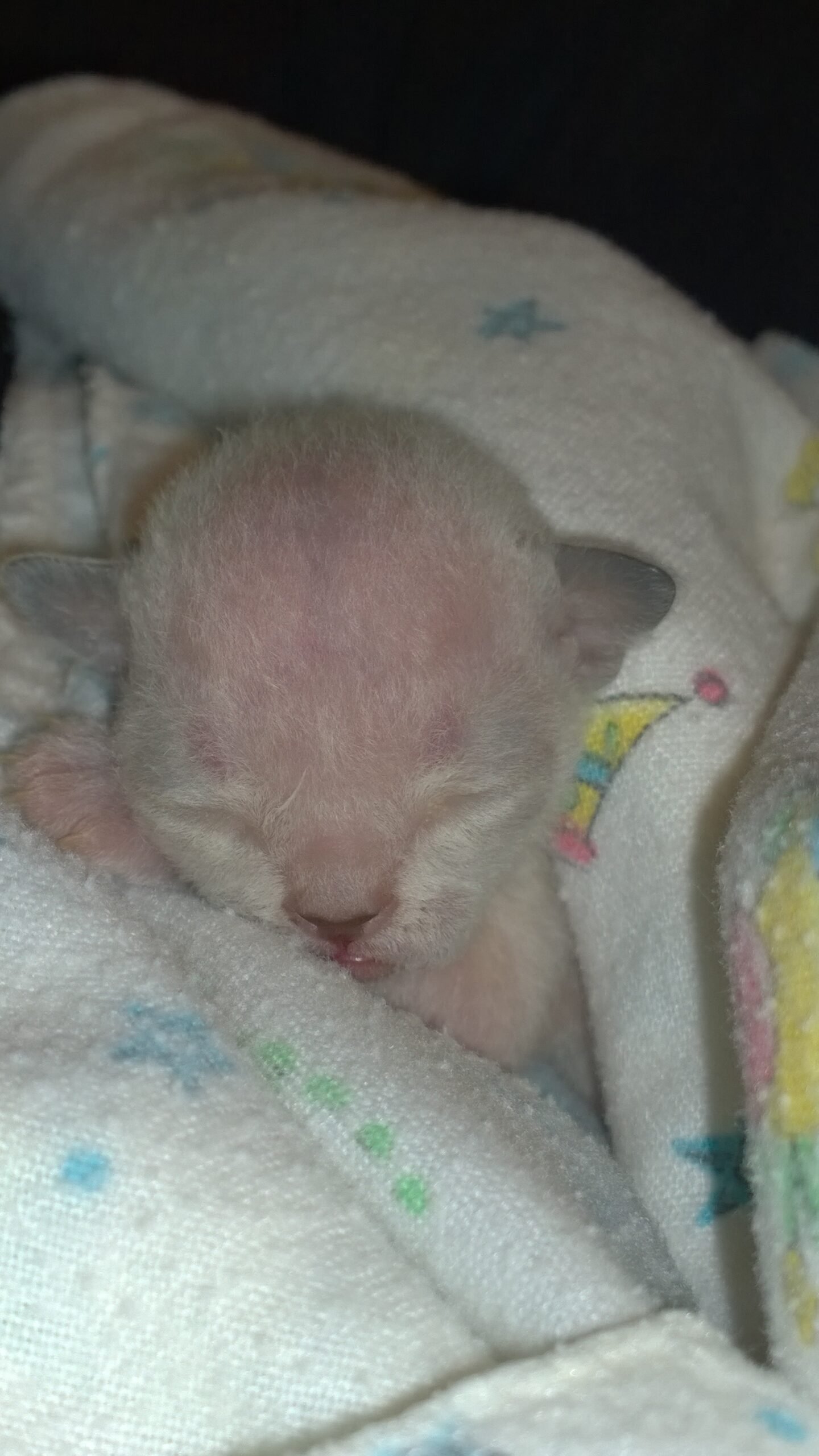 My Experience With Flat Chested Kitten Syndrome - Devon Lair